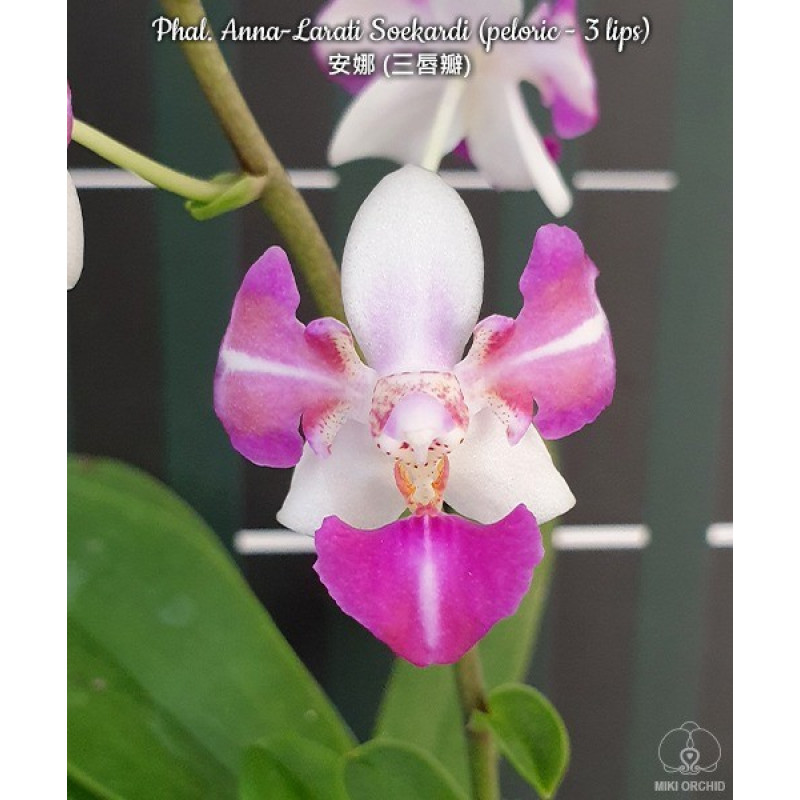 Орхидея Phal. Anna-Larati Soekardi бабочка - купить, доставка Украина